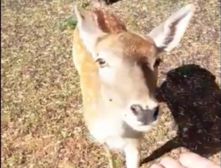 Lavocedimanduria.it - Manduria: Un altro “Bambi” nelle campagne di Manduria Lavocedimanduria.it - Manduria: Un altro “Bambi” nelle campagne di Manduria